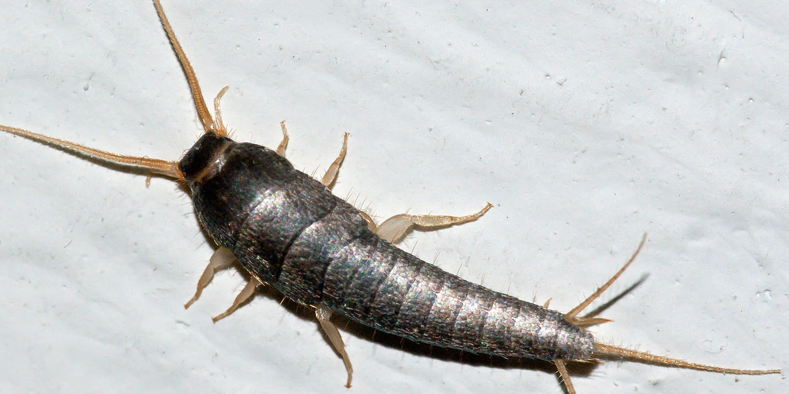 Traças - Insetos voadores - Brada Brasil