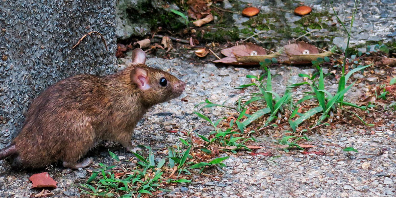 Ratazanas - Roedores - Brada Brasil