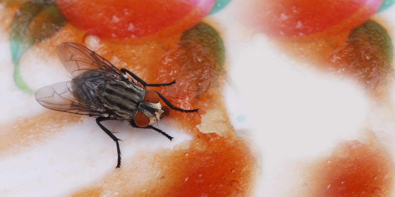 Moscas - Insetos voadores - Brada Brasil