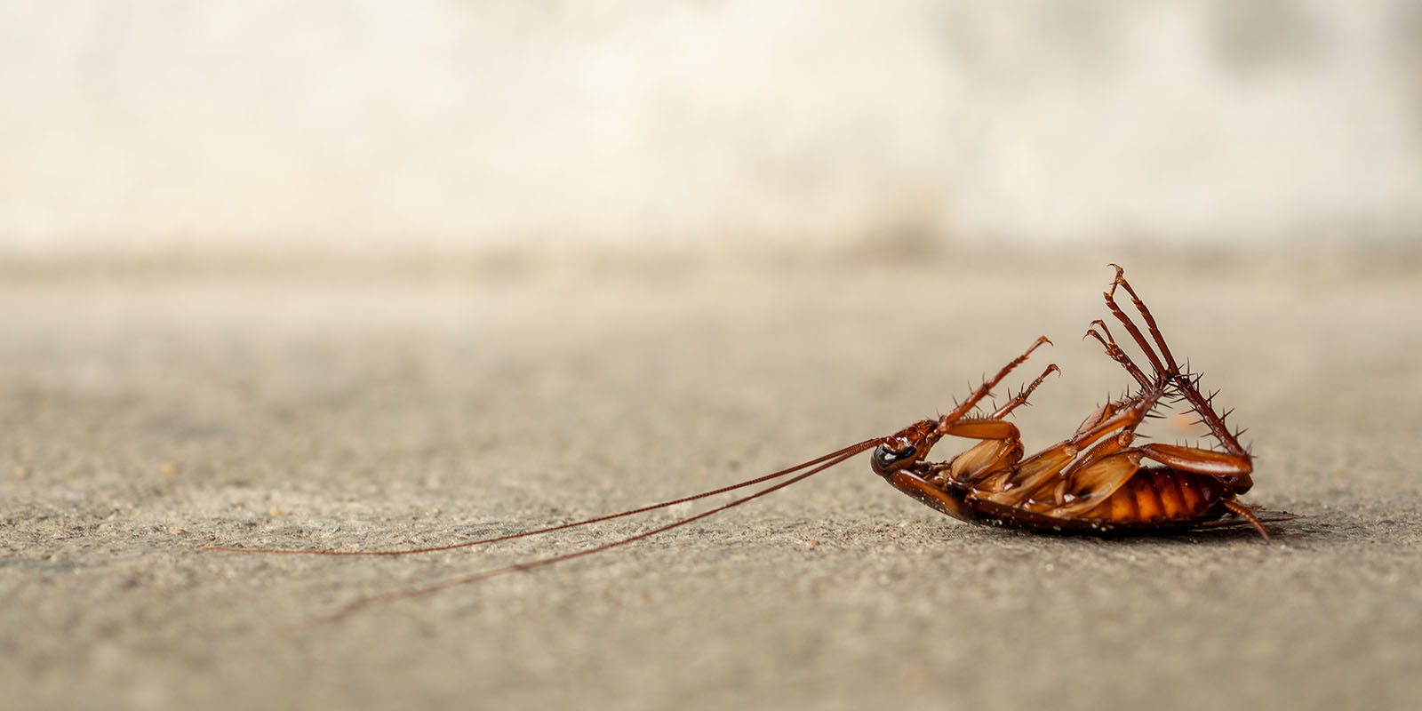 Baratas - Insetos rasteiros - Brada Brasil